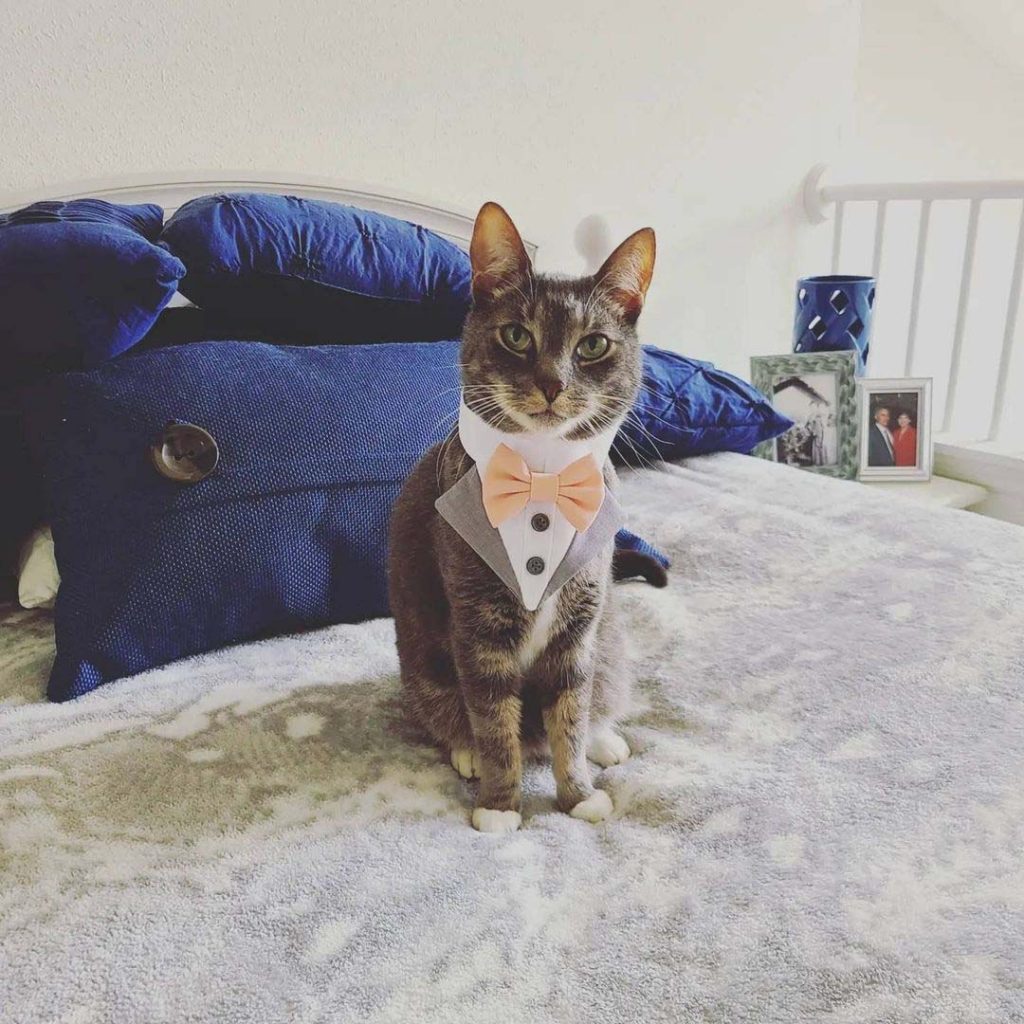Gato elegante é o portador das alianças de casamento dos donos